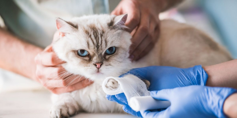 ¿Cómo limpiar la herida de un gato? Guía paso a paso - Cats.com