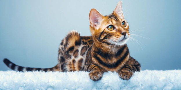 Razas de gatos híbridos: ¡6 Felinos mestizos que son demasiado lindos ...