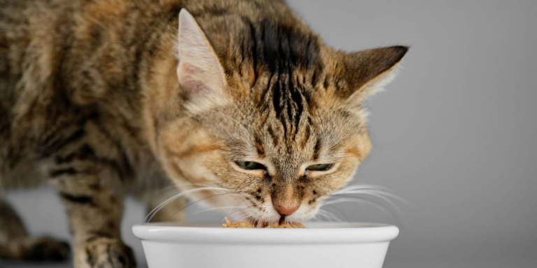 ¿Con qué frecuencia deben defecar los gatos? Un veterinario lo explica ...