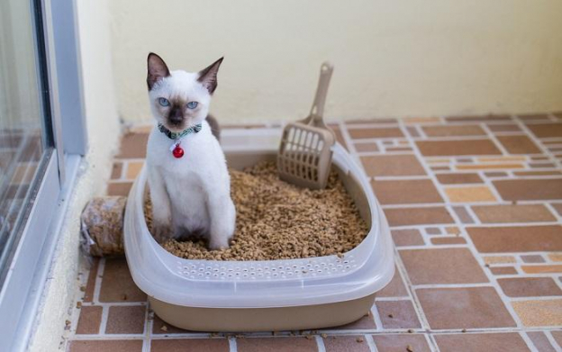 ¿Con qué frecuencia deben defecar los gatos? Un veterinario lo explica ...