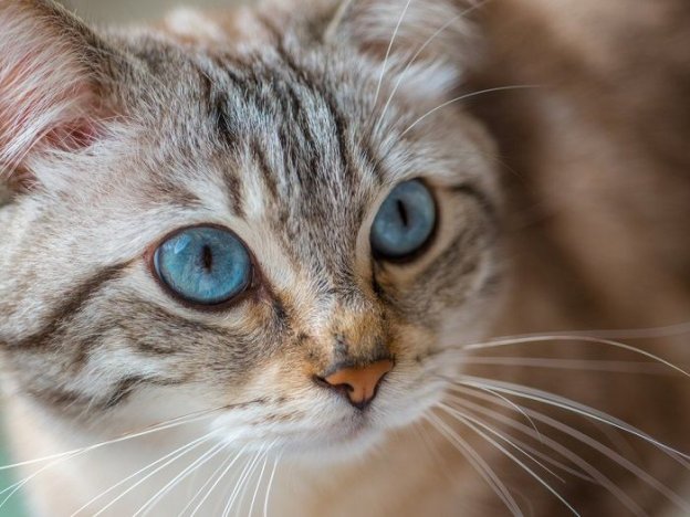 Visión felina vs. visión humana: ¿quién tiene mejor visión? - Cats.com