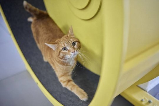 ¿Con qué frecuencia deben defecar los gatos? Un veterinario lo explica ...