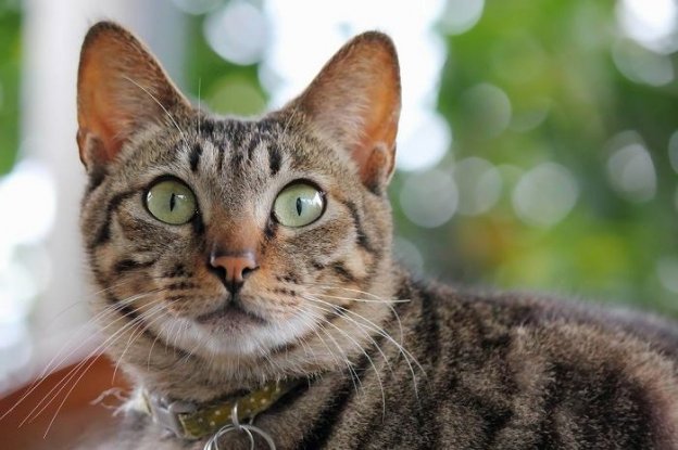 Visión felina vs. visión humana: ¿quién tiene mejor visión? - Cats.com
