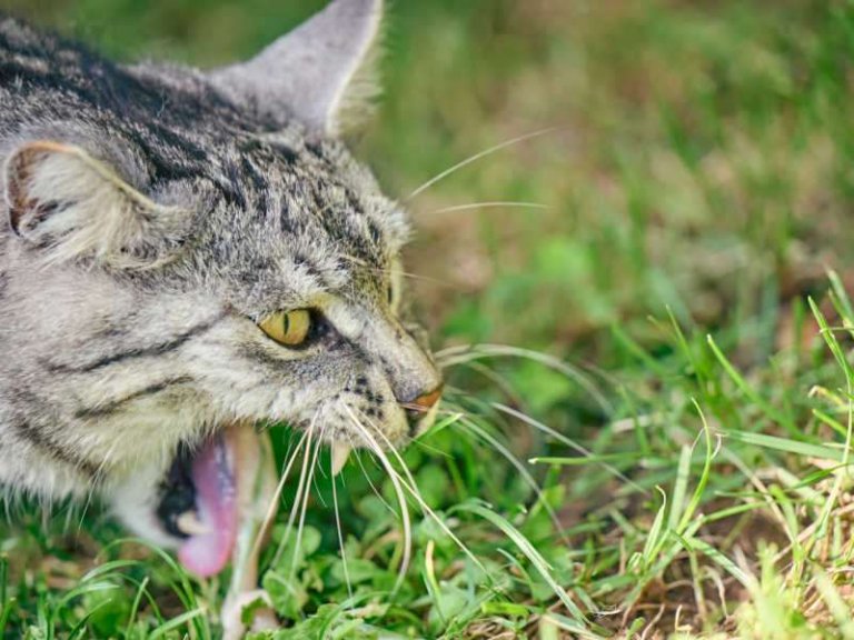 Vómitos en gatos: causas, síntomas y tratamiento - Cats.com
