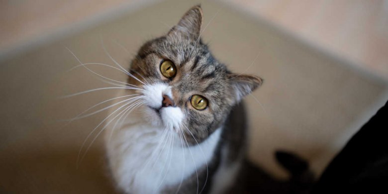 Trastornos neurológicos en gatos: causas, síntomas, pronóstico y ...