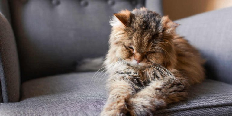 Trastornos neurológicos en gatos: causas, síntomas, pronóstico y ...