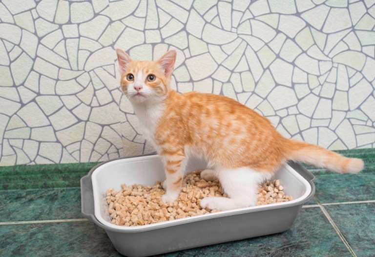 ¿Con qué frecuencia deben defecar los gatos? Un veterinario lo explica ...