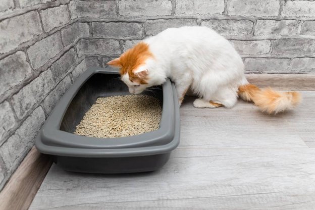 ¿Por qué mi gato no tapa sus heces? Las 6 principales causas explicadas ...