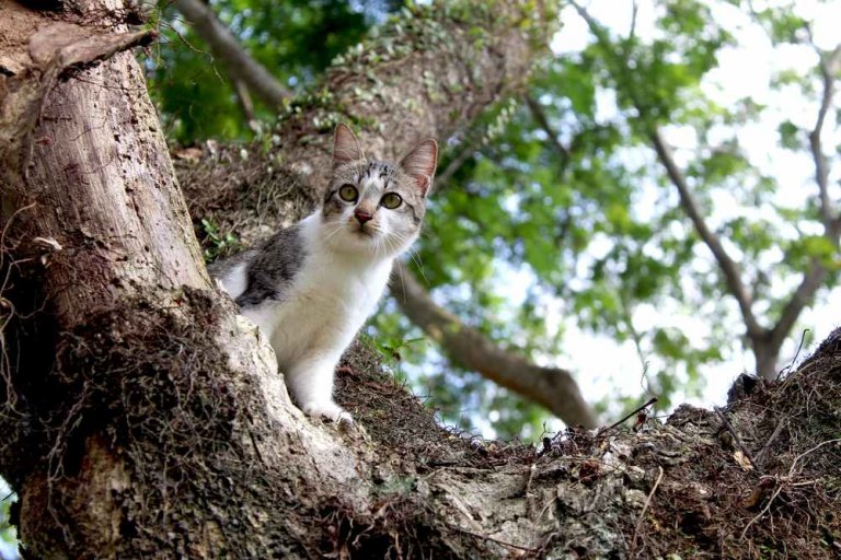 La visión del gato: ¿cómo ven el mundo los gatos? - Cats.com