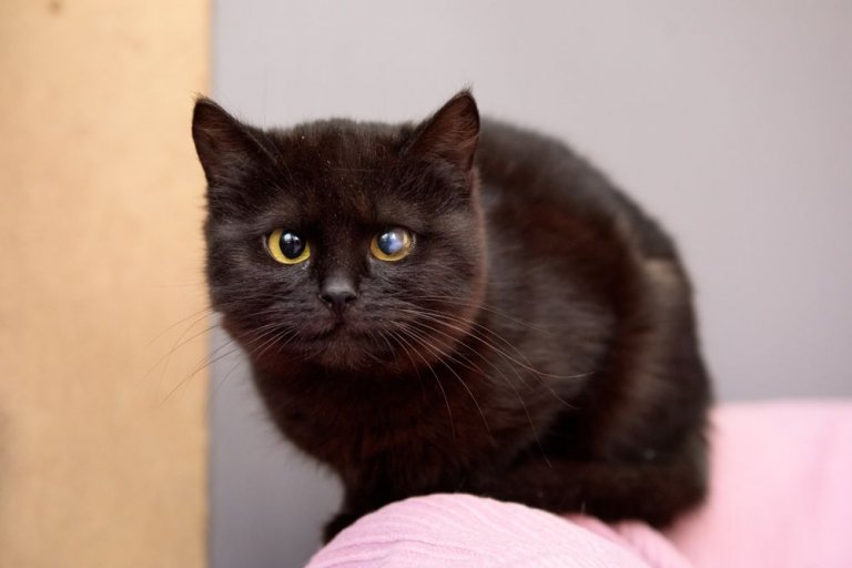 Los 10 problemas oculares más comunes en los gatos - Cats.com
