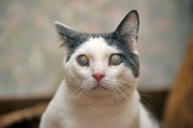 Los 10 problemas oculares más comunes en los gatos - Cats.com