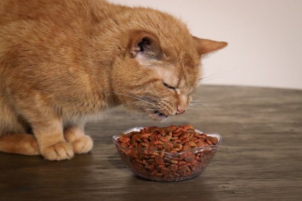 Evita estos 10 peores ingredientes de la comida para gatos - Cats.com