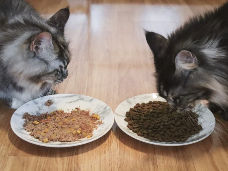 ¿Los gatos pueden comer jamón? - Cats.com