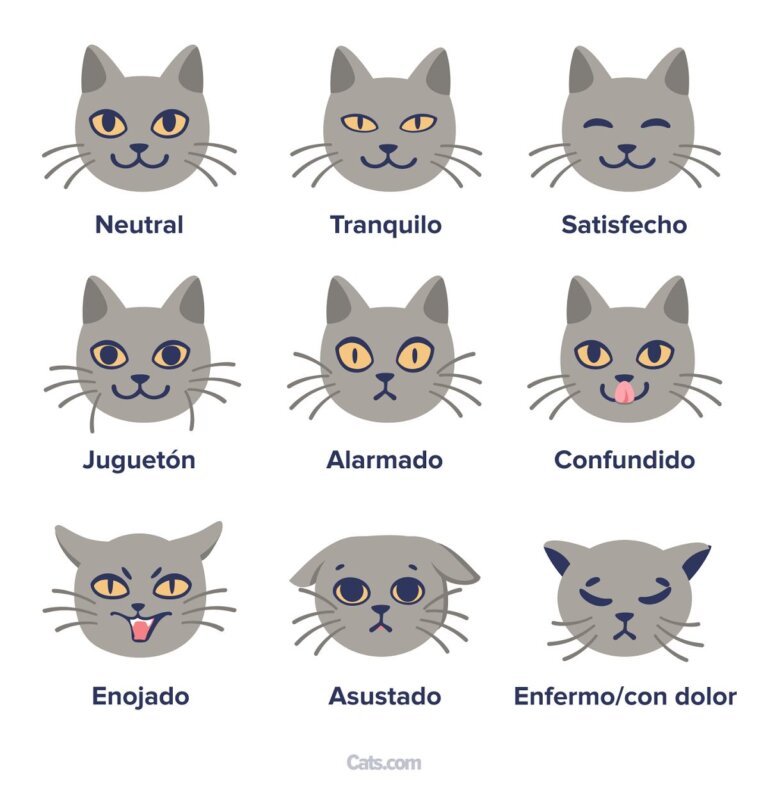 Guía de anatomía del gato - Cats.com