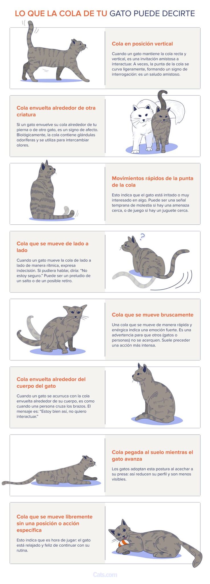 La guía definitiva sobre el lenguaje de la cola de gato y sus ...