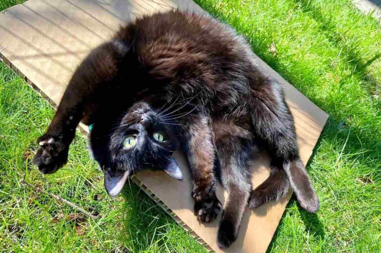 Los 5 tipos de personalidad de los gatos: ¿cuál es el de tu gato ...