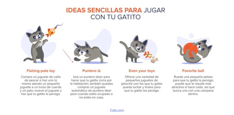 Cuidar a un gatito: la guía completa - Cats.com